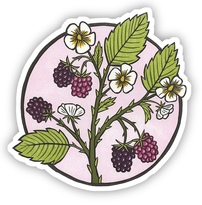 Blackberry Vine Vinyl Sticker – Coxswain Press